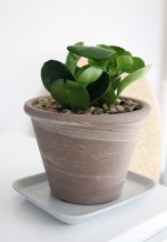 The Plant Club August 2020 Unboxing & Review - Glamorable