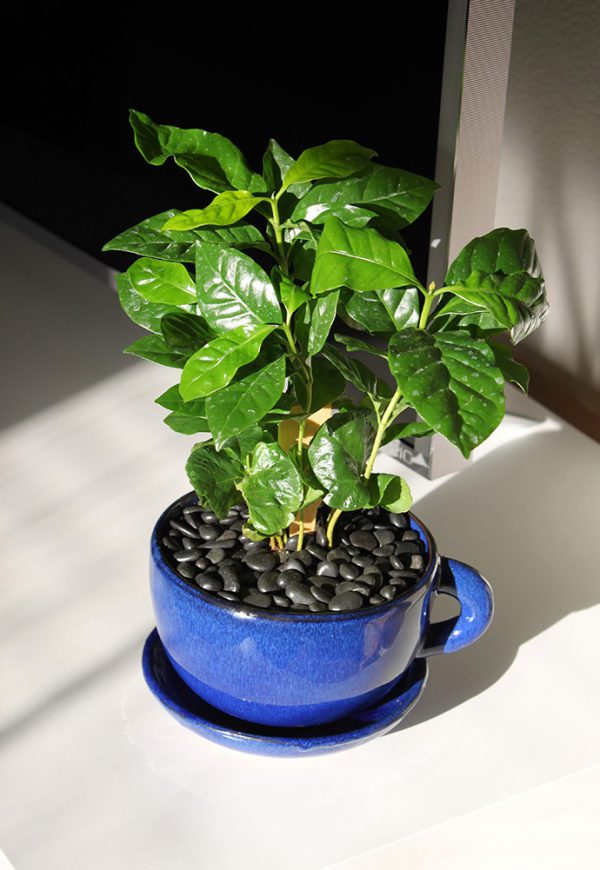 The Plant Club October 2020 Unboxing & Review - Glamorable