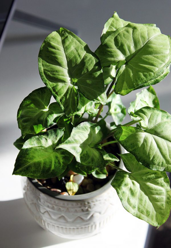 The Plant Club November 2020 Unboxing & Review - Glamorable